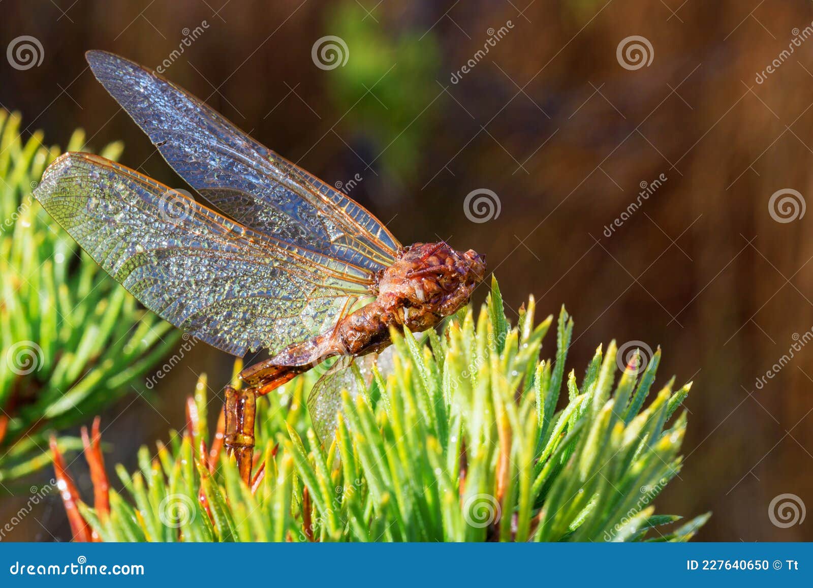 Dead Dragonfly with Wings on the Pine Needles Stock Photo - Image of ...