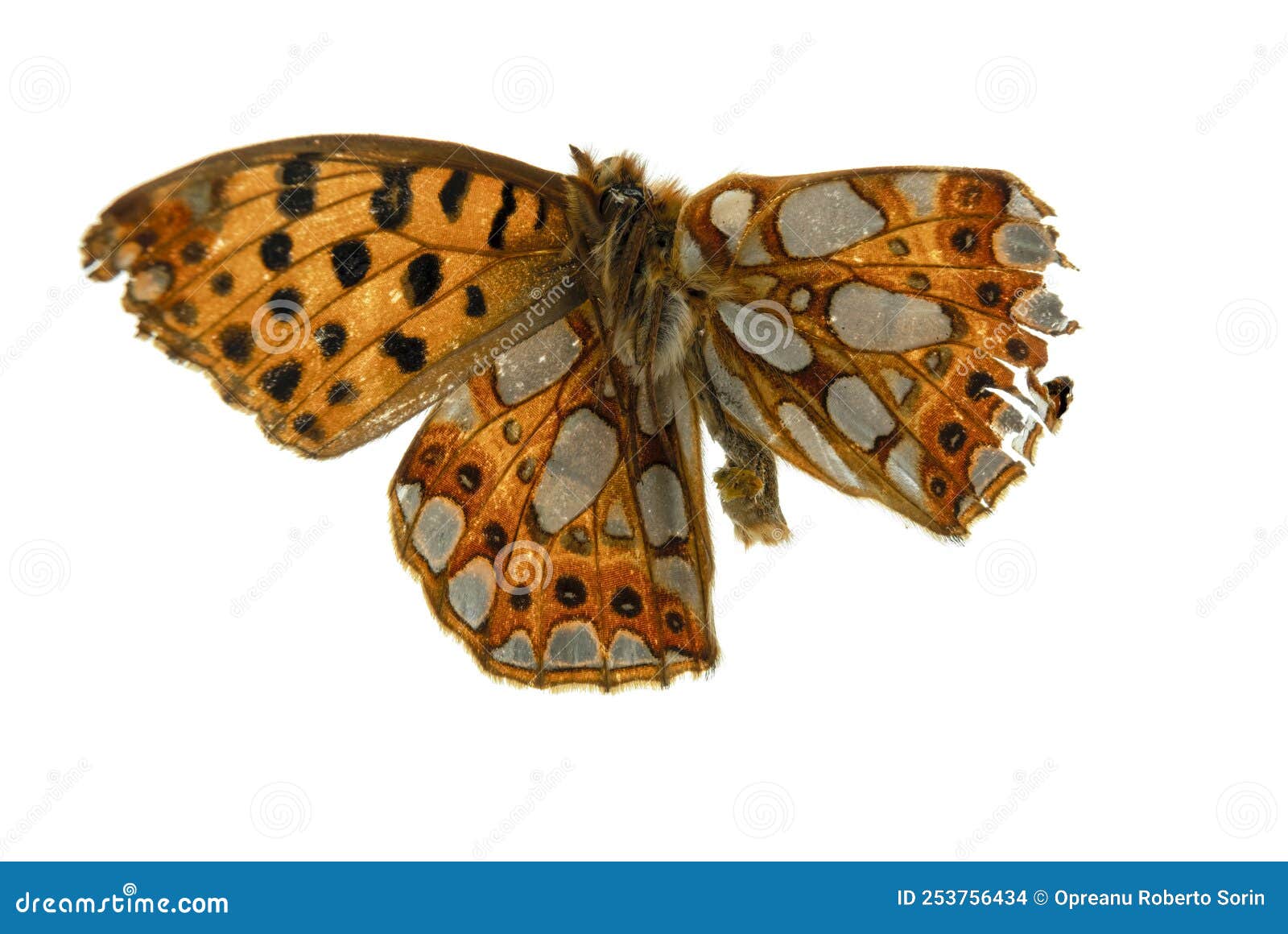 Dead dried butterfly stock photo. Image of beautiful - 253756434