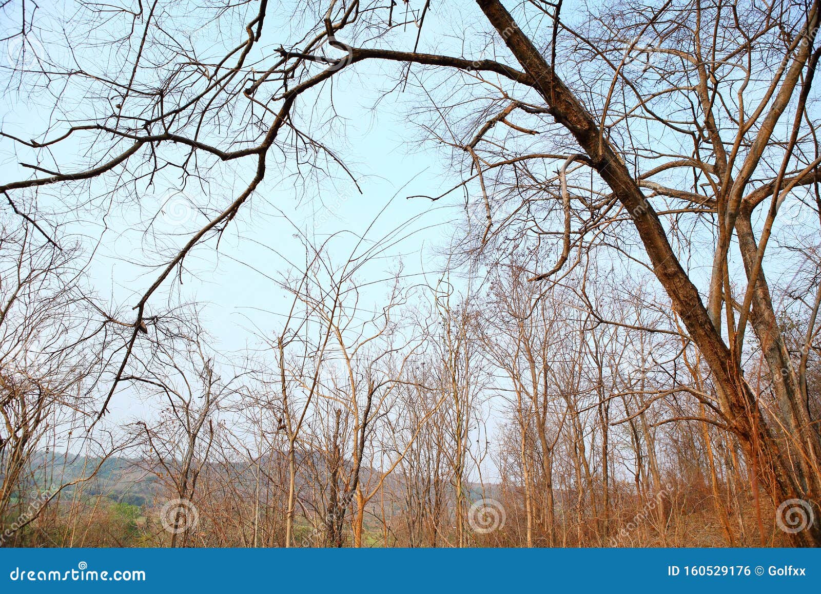 Dead and Dried Tree in Forest after Bushfires Stock Photo - Image of ...