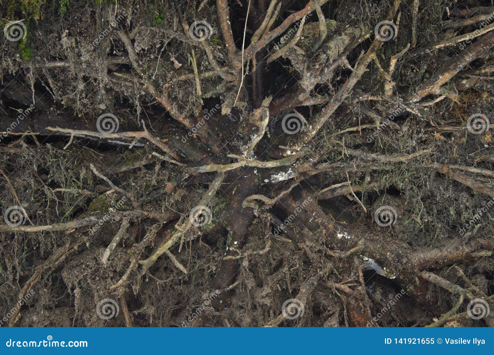 Dried Tree Roots Stock Images - Download 527 Royalty Free Photos