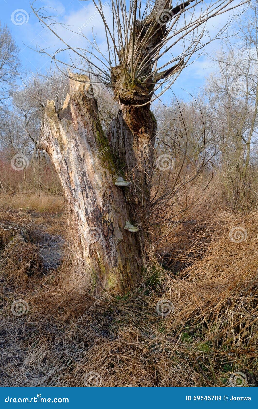 Dead dried tree stock image. Image of fall, wild, grass - 69545789
