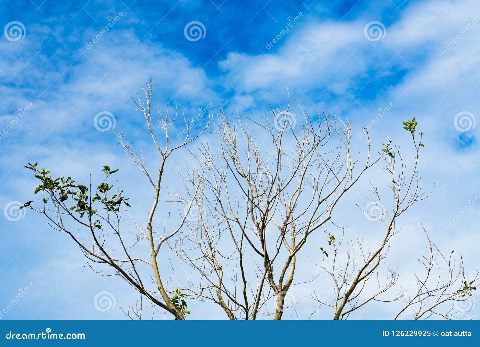 Dead and Dry Big Tree Blue Sky Background Stock Image - Image of bark ...