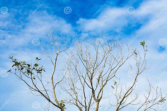 Dead and Dry Big Tree Blue Sky Background Stock Image - Image of bark ...