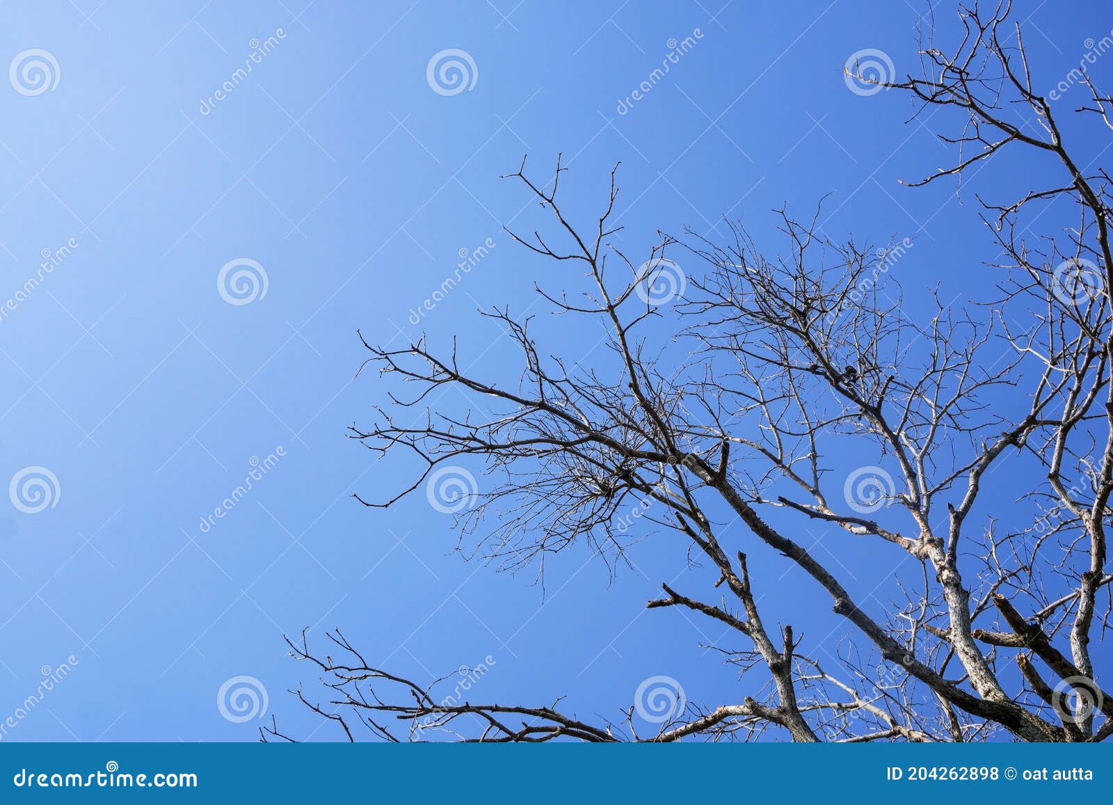 Dead and Dry Big Tree Blue Sky Background Stock Photo - Image of botany ...