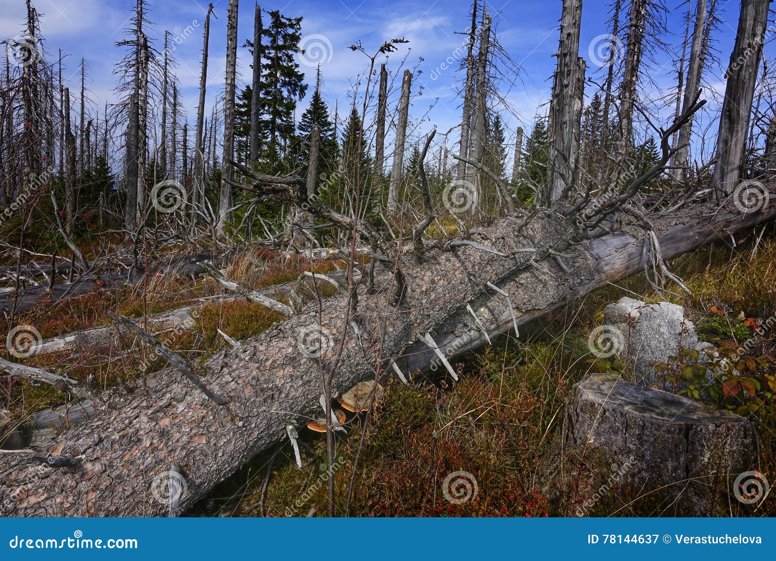 Dead dry forest stock image. Image of park, decay, dying - 78144637