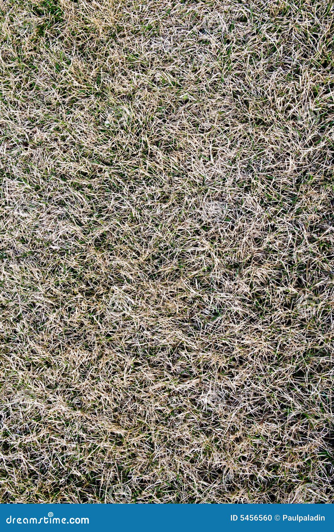 Dead dry grass stock photo. Image of textured, abstract - 5456560