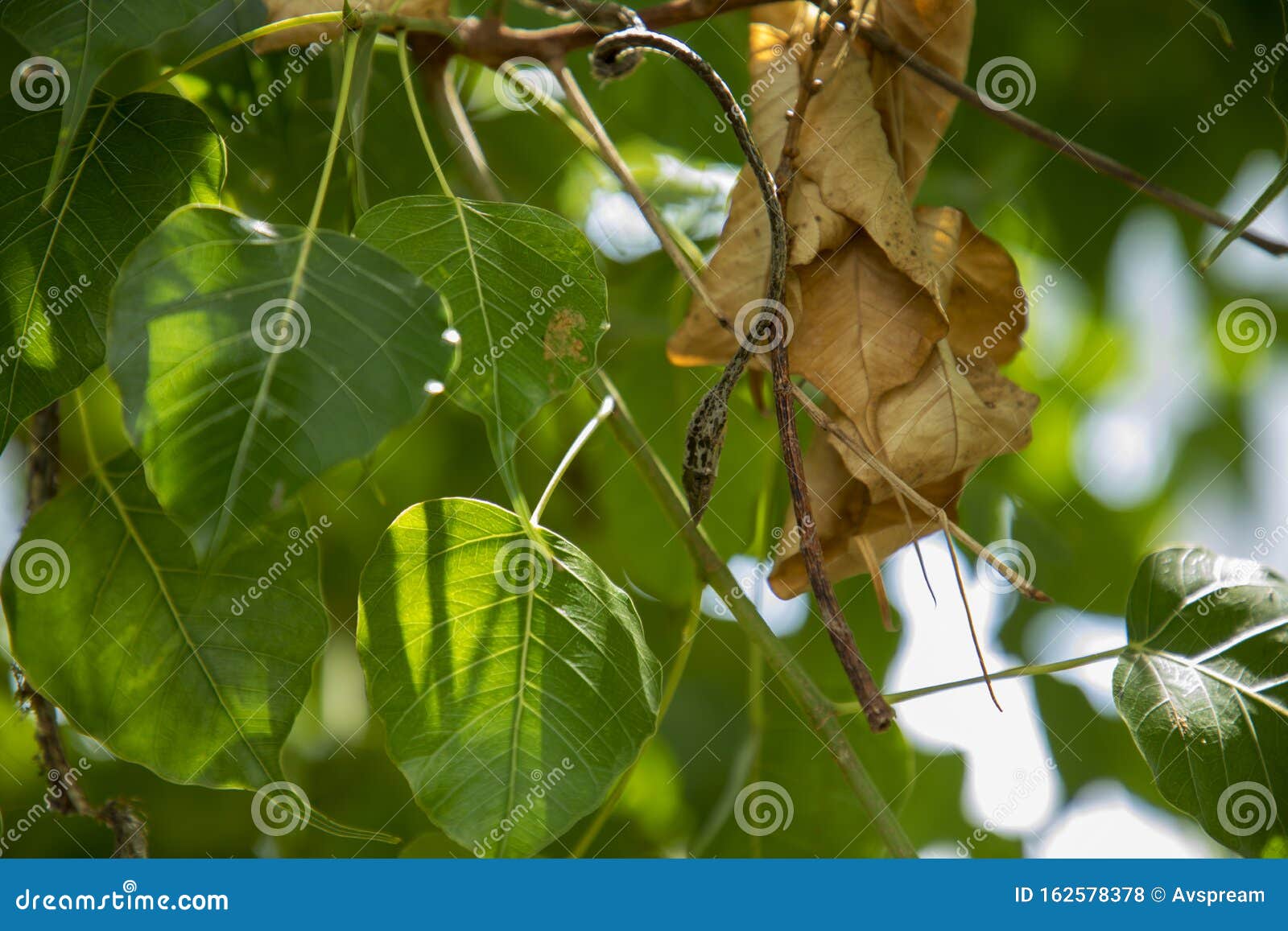 Dead Dry Green Asian Vine Snake on Green Leaf, Stock Photo - Image of ...