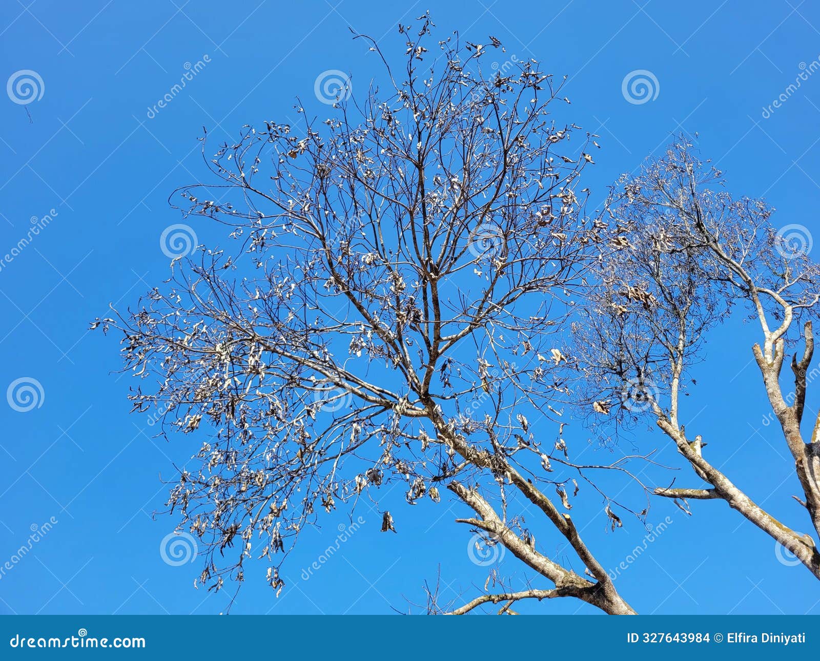 Dead and dry mango trees stock photo. Image of mango - 327643984