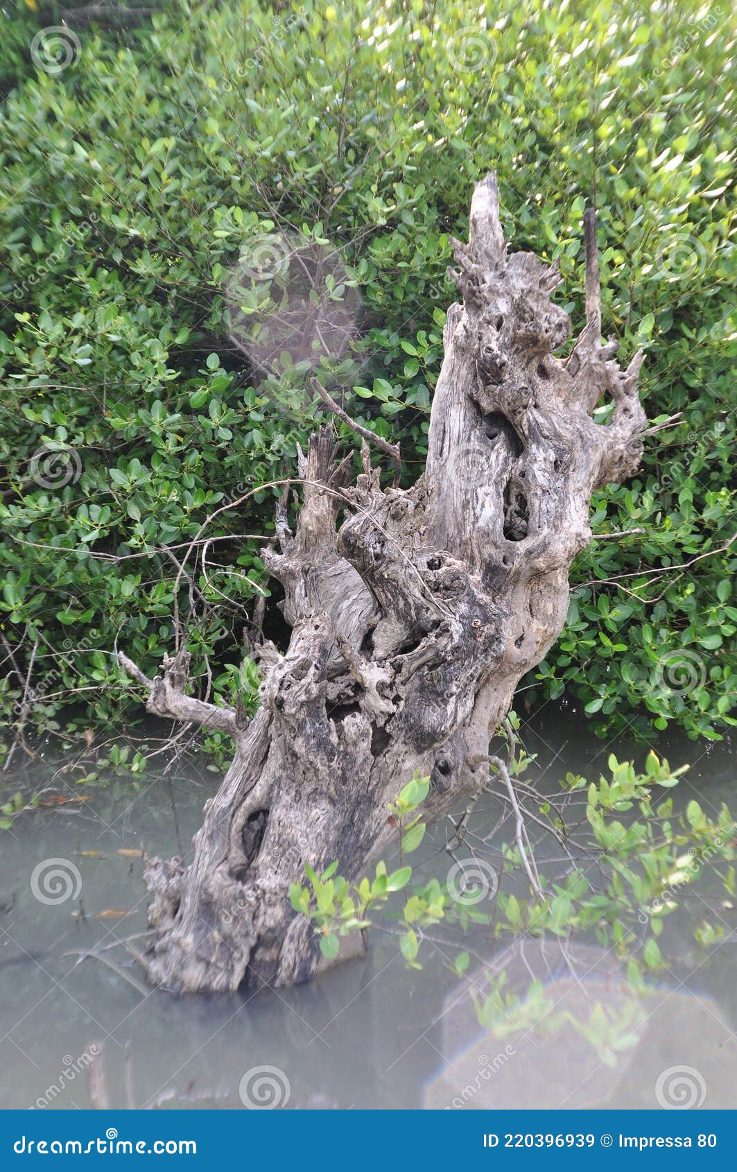 Dead and Dry Mangrove Trees Stock Image - Image of leaf, demak: 220396939