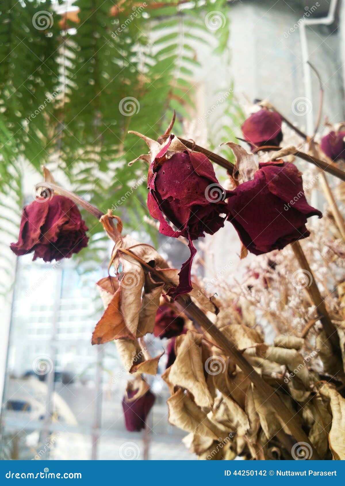 Dead and Dry rose Flowers stock photo. Image of floral - 44250142