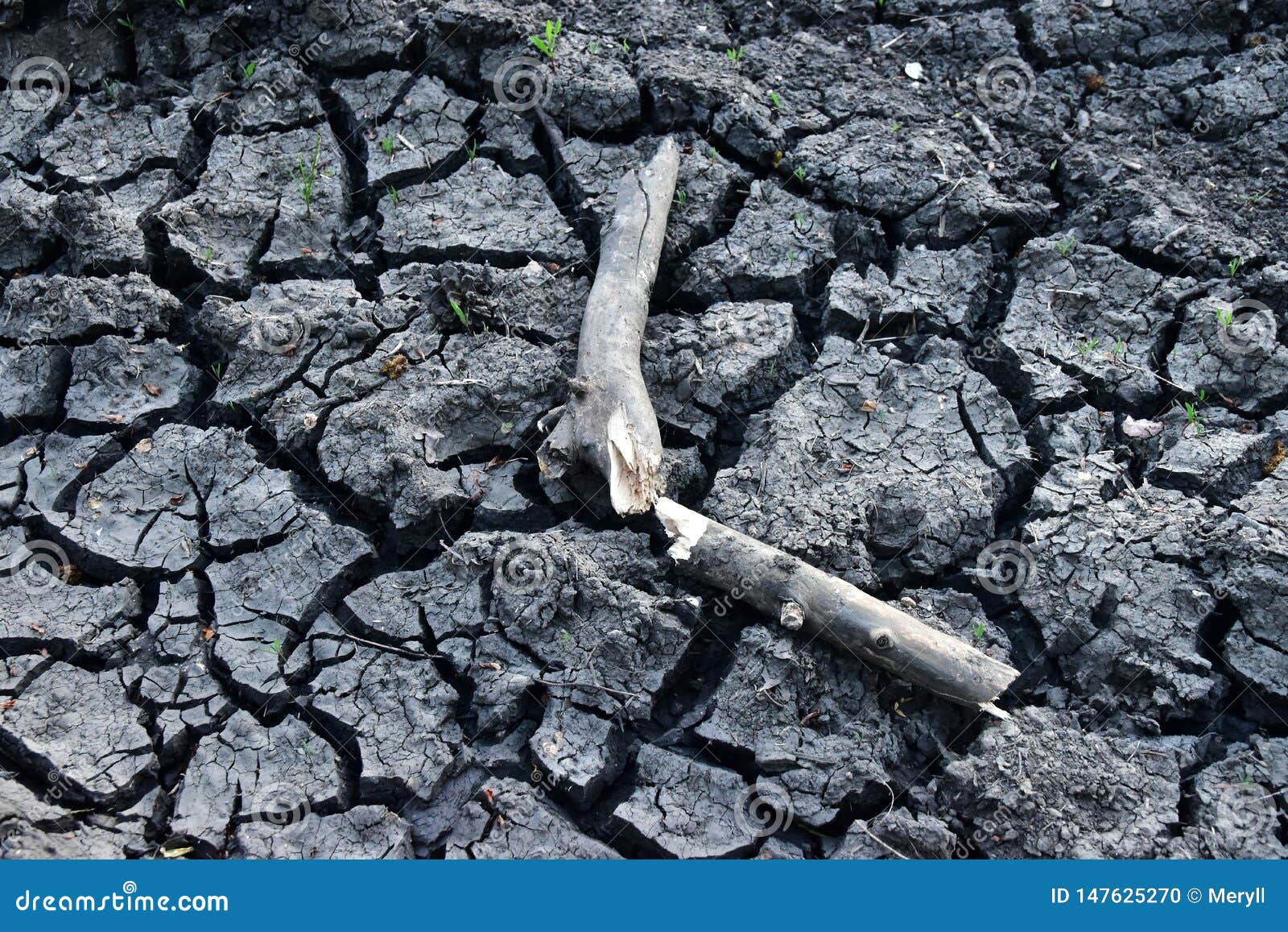Dead dry soil texture stock photo. Image of structure - 147625270