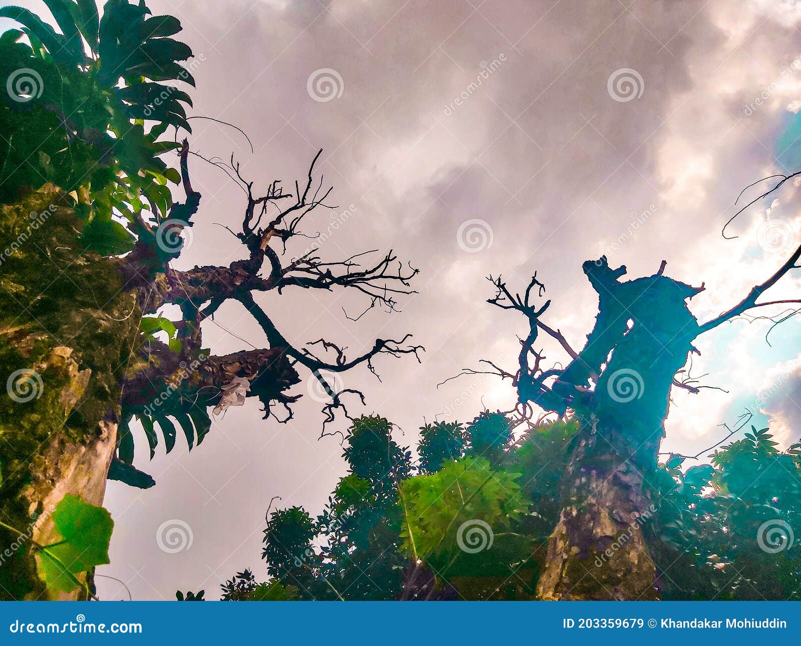 This is a Dead and Dry Tree. Stock Image - Image of sunlight, leaf ...