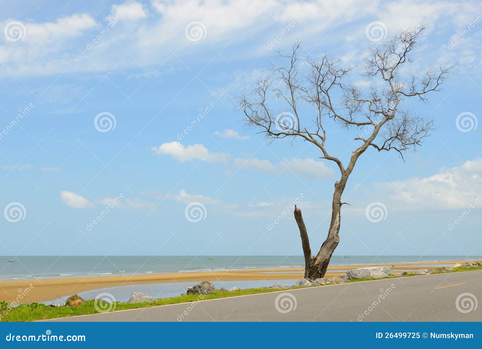 Dead and dry tree stock image. Image of alone, branches - 26499725