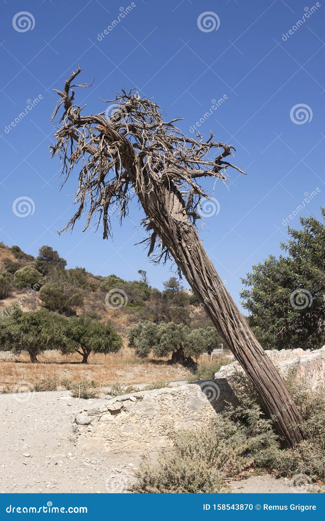Bent dead tree stock photo. Image of drought, death - 158543870