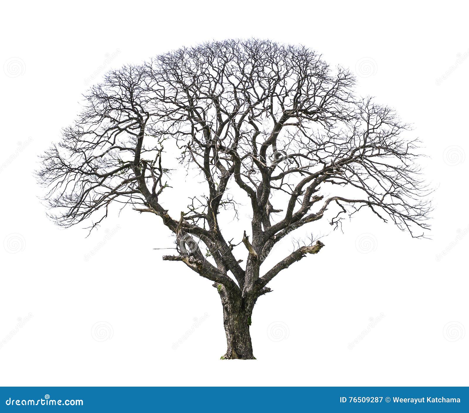Dead and dry tree stock image. Image of season, nature - 76509287
