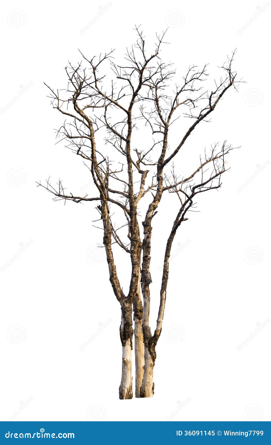 Dead and dry tree stock image. Image of empty, concept - 36091145