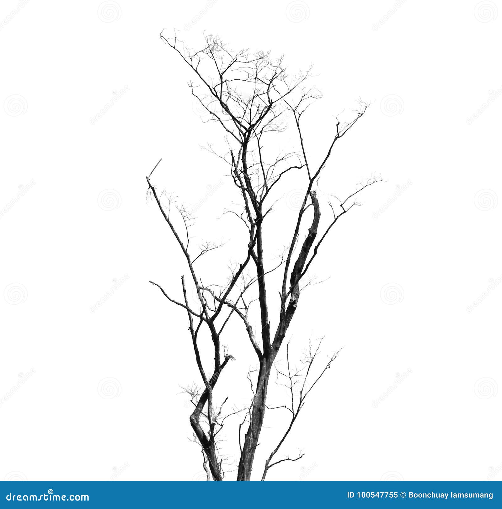 Dead and Dry Tree Isolated on White Stock Image - Image of deciduous ...