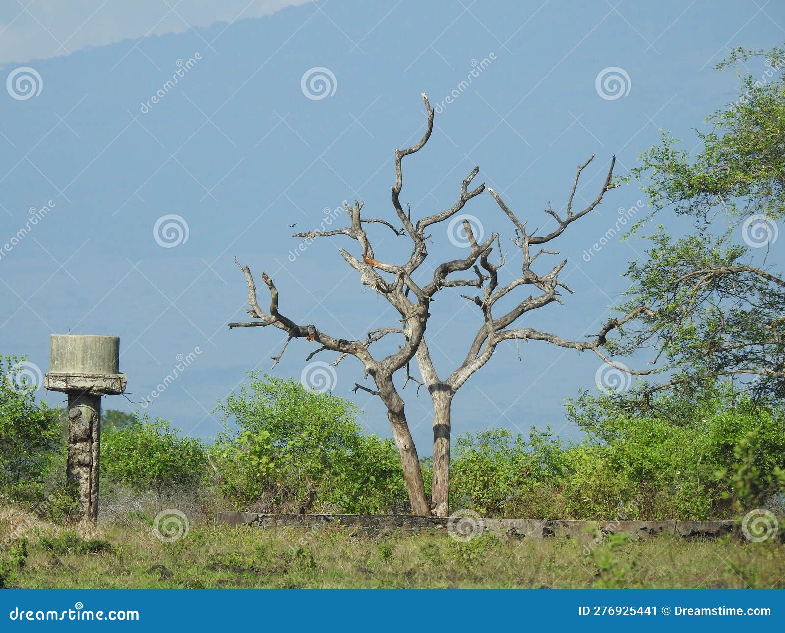 Dead and Dry Tree in the Middle of the Savanna Taman Nasional Baluran ...
