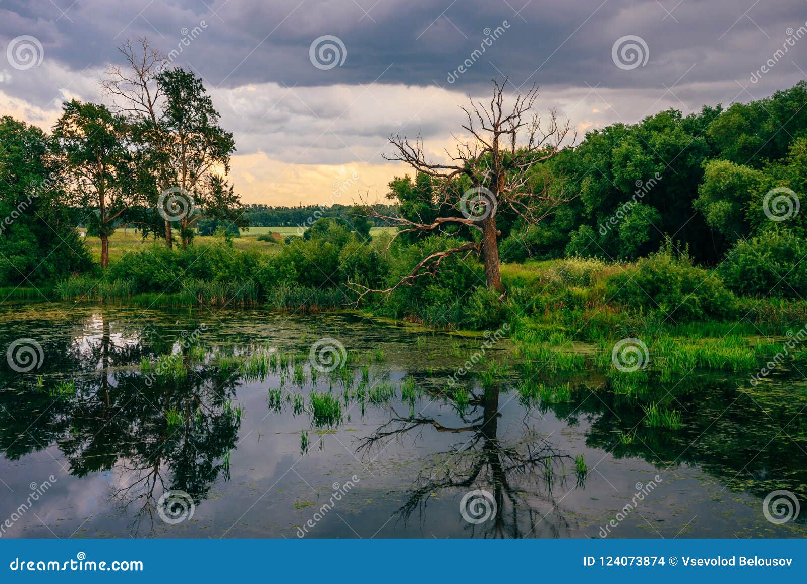 Dead Tree on Pond Shore with Reflection on Water. Stock Photo - Image ...