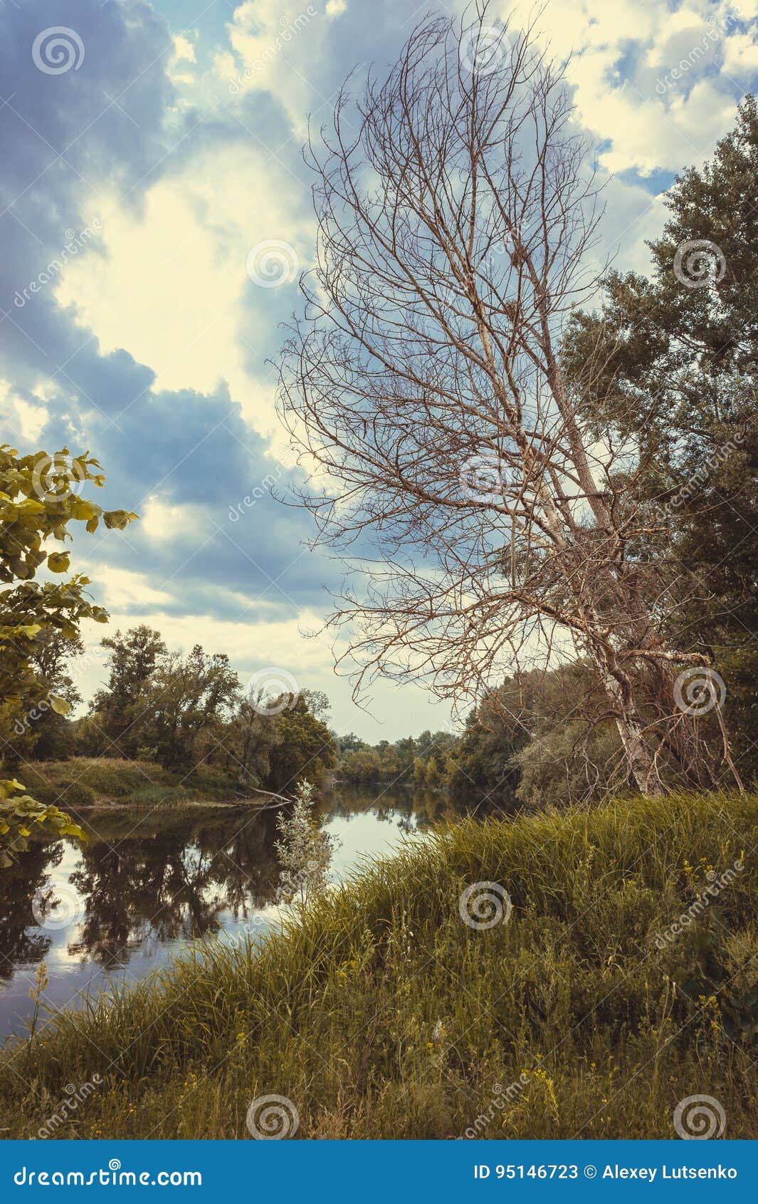 A Dead, Dry Tree by the River at Sunset. Stock Image - Image of ...