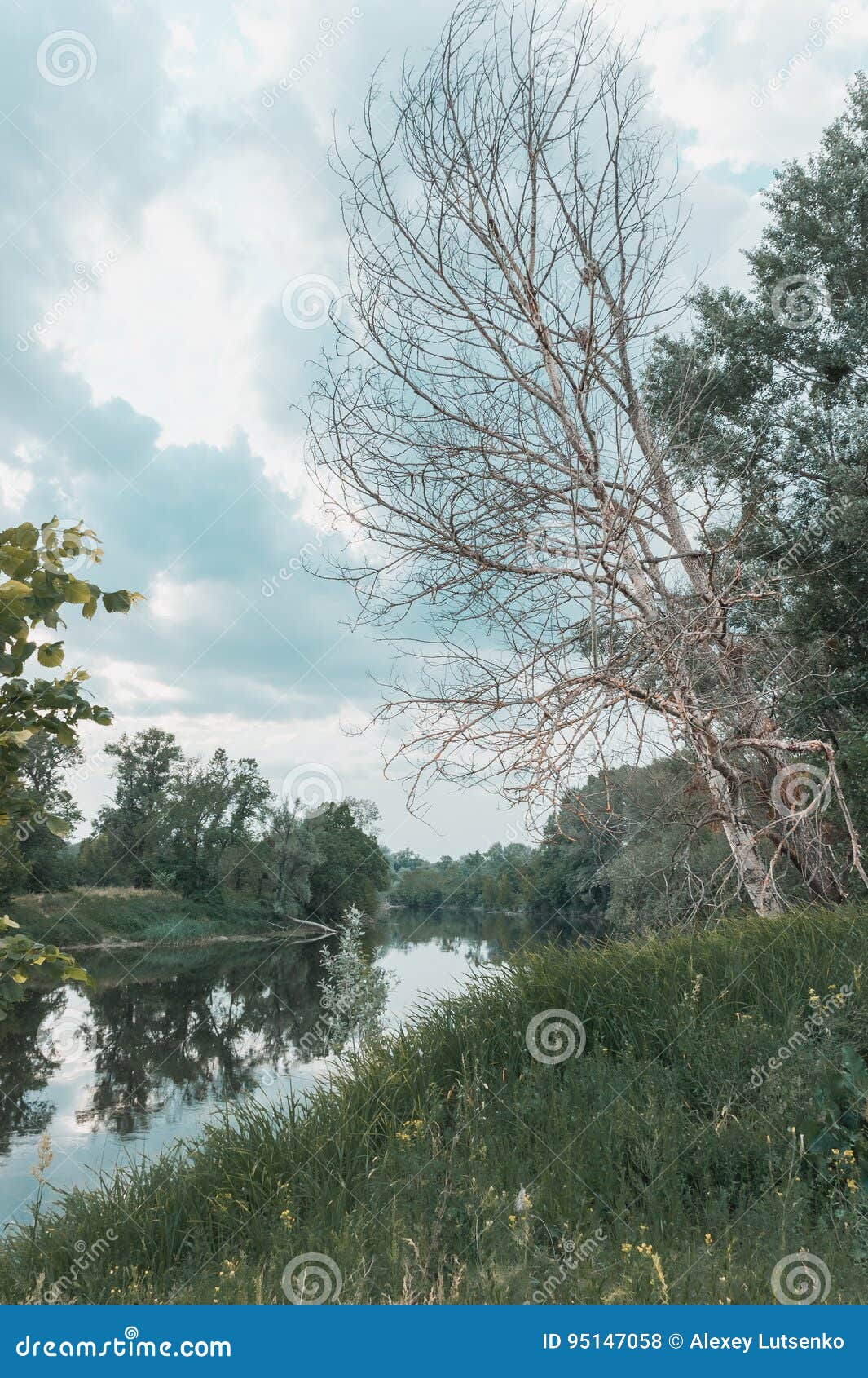 A Dead, Dry Tree by the River Stock Photo - Image of travel, beautiful ...