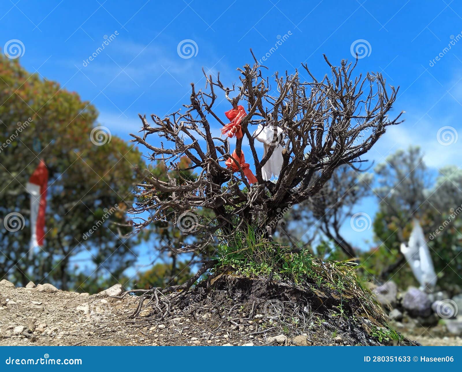 Dead and Dry Tree on the Top of the Mountain Stock Image - Image of ...