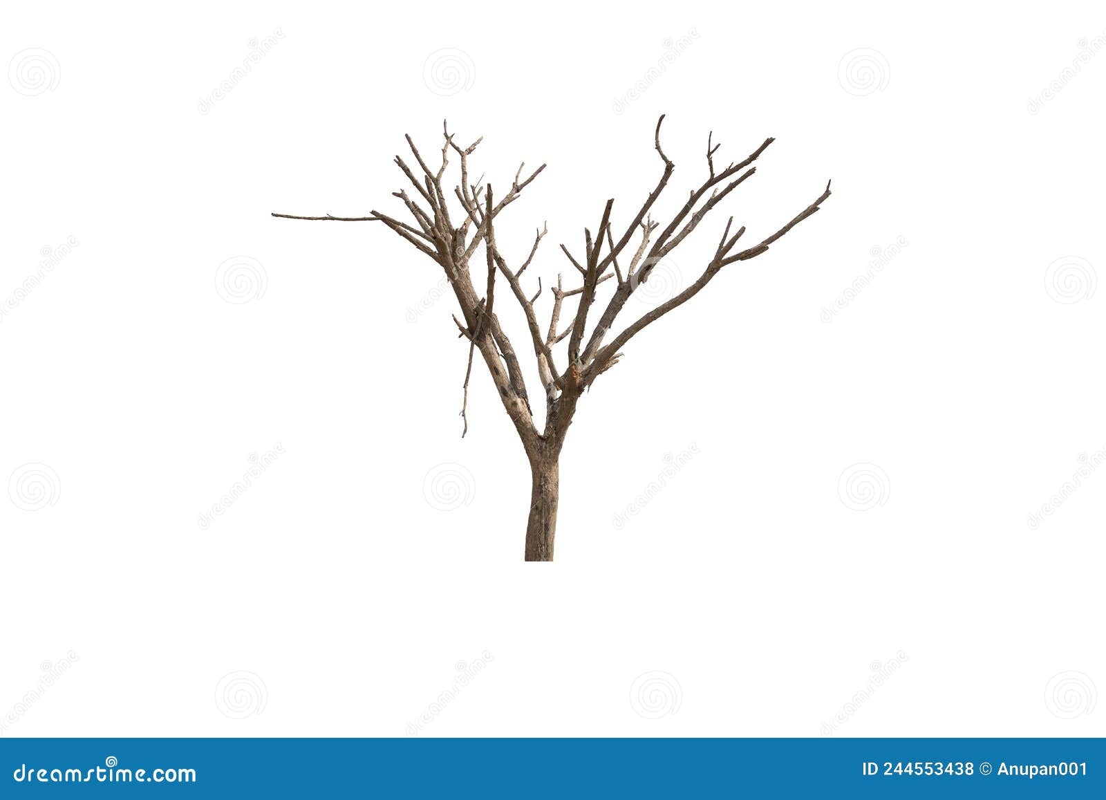 Dead and Dry Tree on White Background Stock Photo - Image of ...