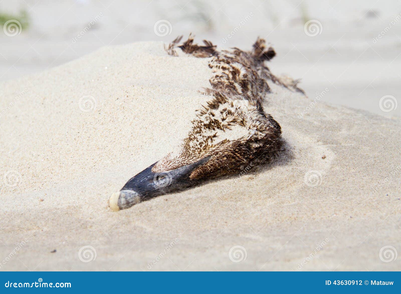 Dead duck stock photo. Image of eider, shore, sand, beach - 43630912