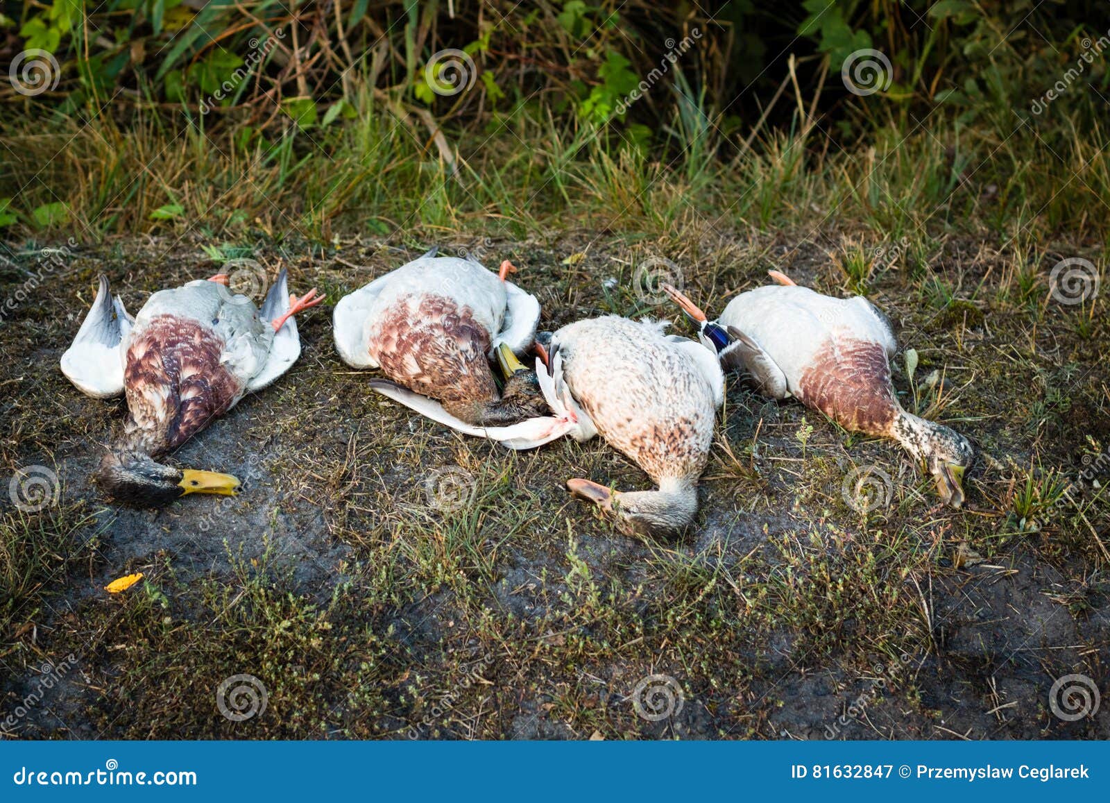 Dead Ducks and Hunting Weapons. Stock Image - Image of shotgun, field ...