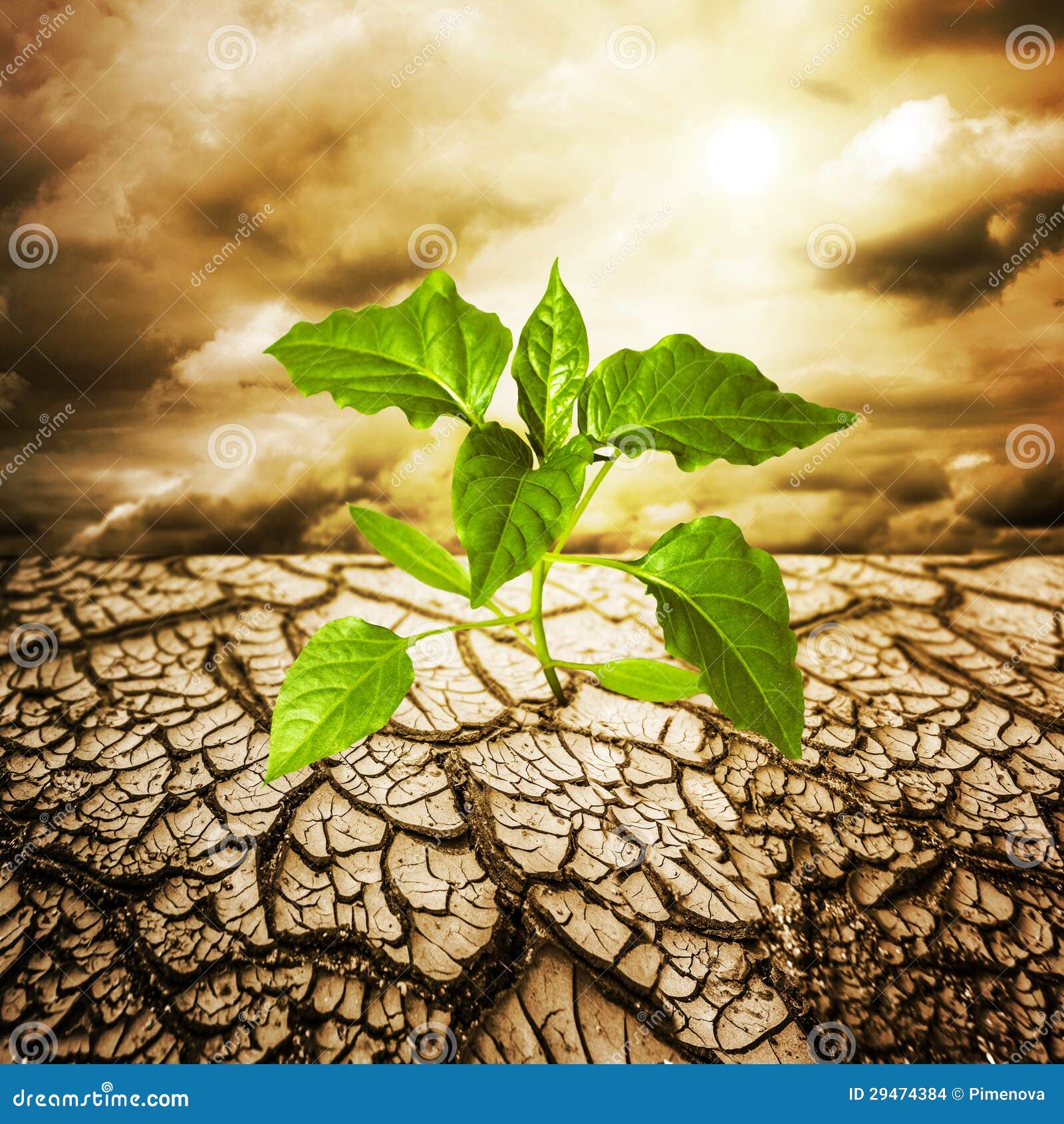 Dead earth stock photo. Image of plant, clouds, leaf - 29474384