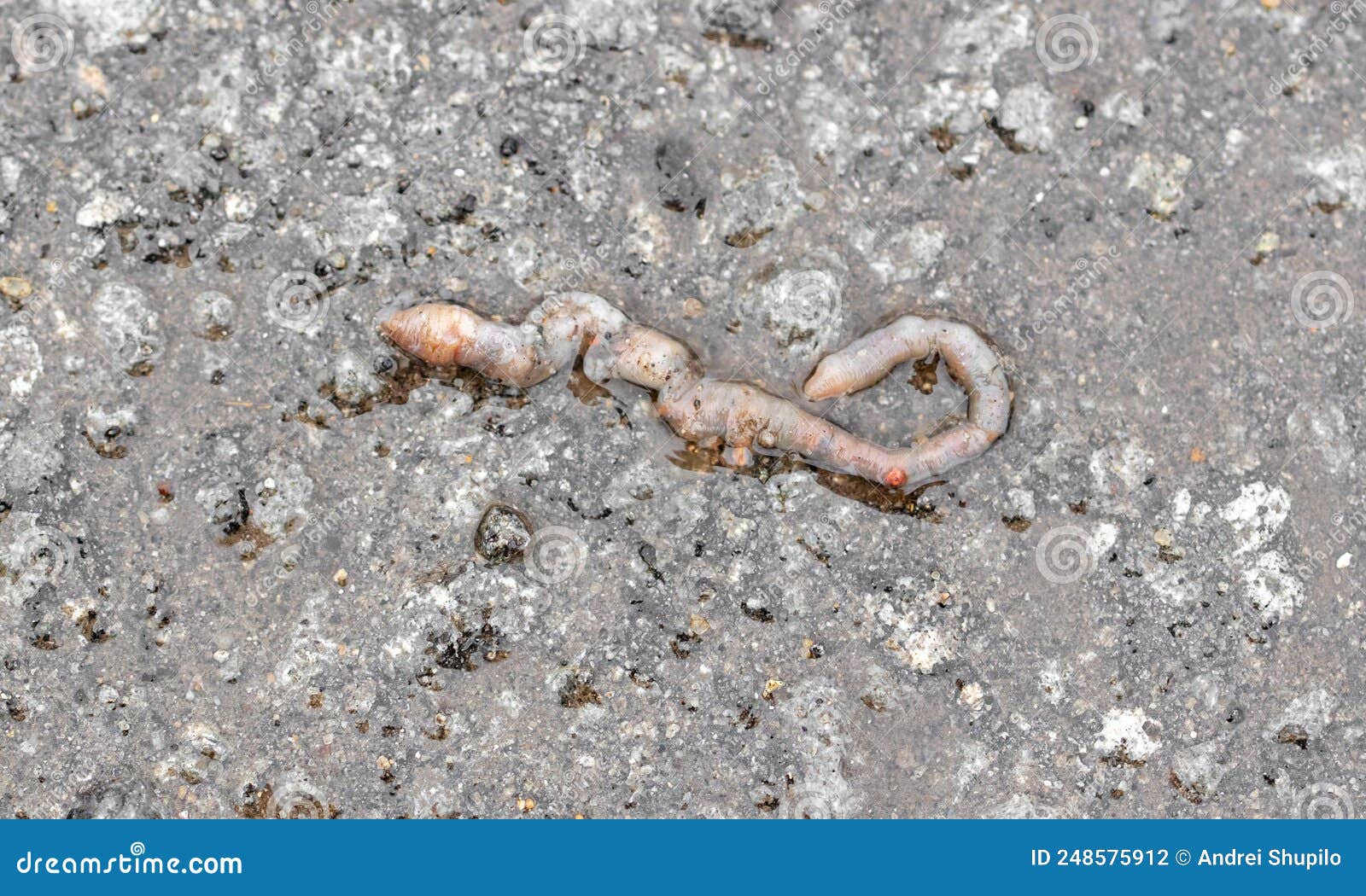 Dead Earthworm on the Pavement. Stock Photo - Image of summer, pavement ...
