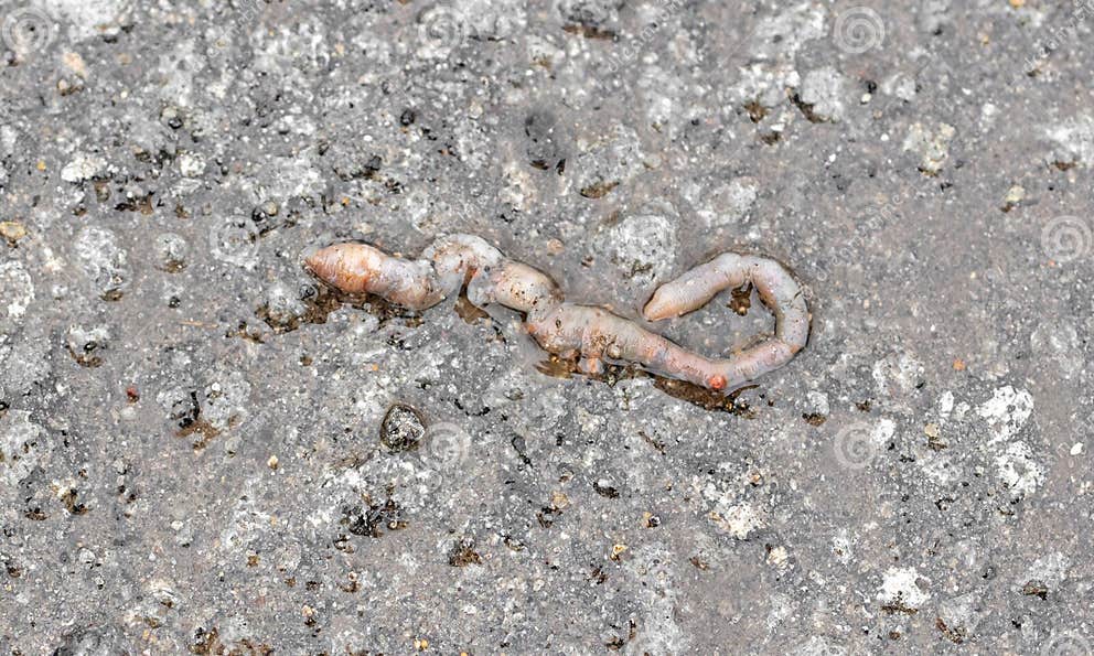 Dead Earthworm on the Pavement. Stock Photo - Image of summer, pavement ...