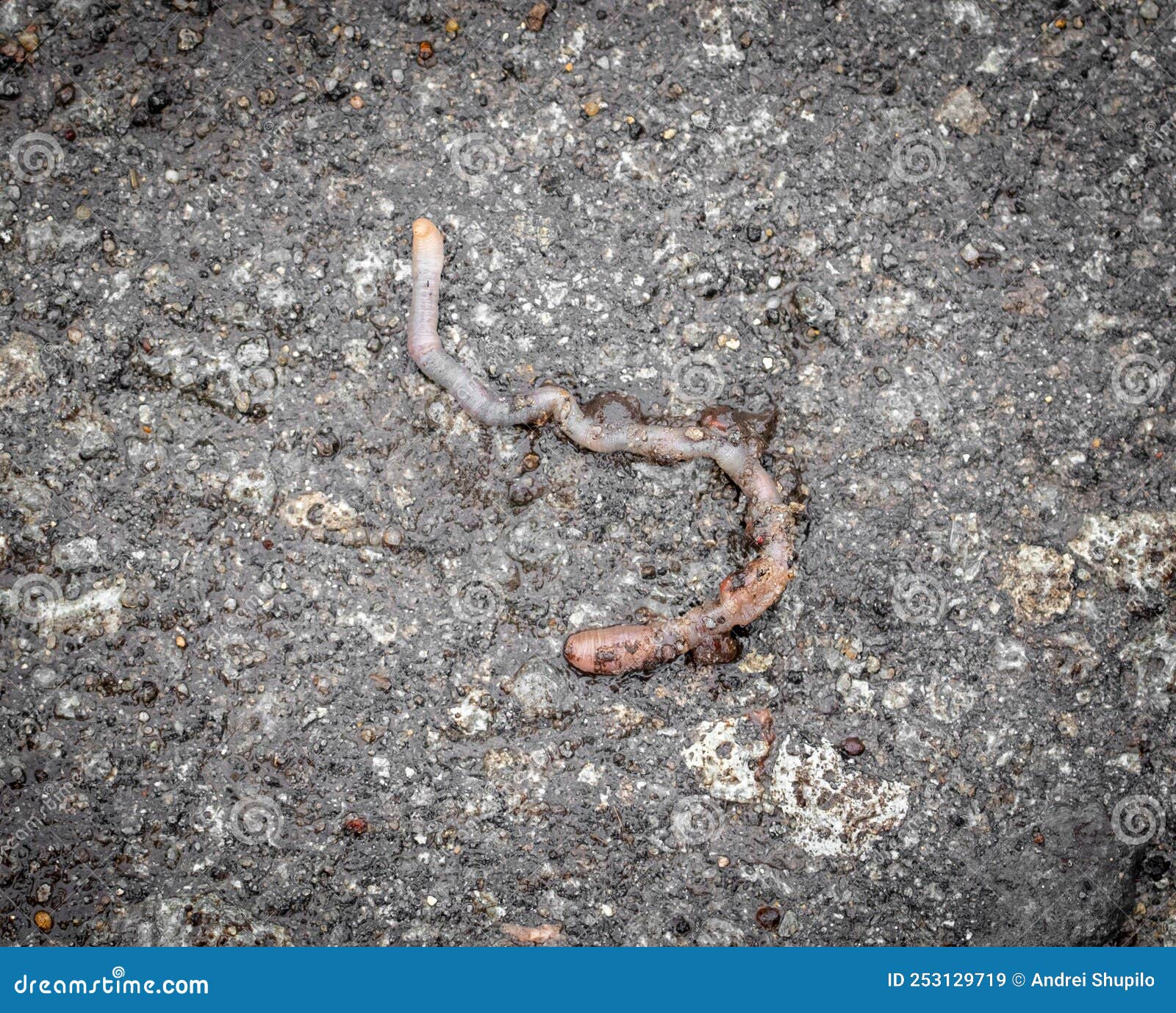 Dead Earthworm on the Pavement. Stock Image - Image of brown, street ...
