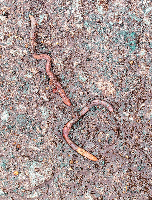 Dead Earthworm on the Pavement. Stock Image - Image of macro, wildlife ...