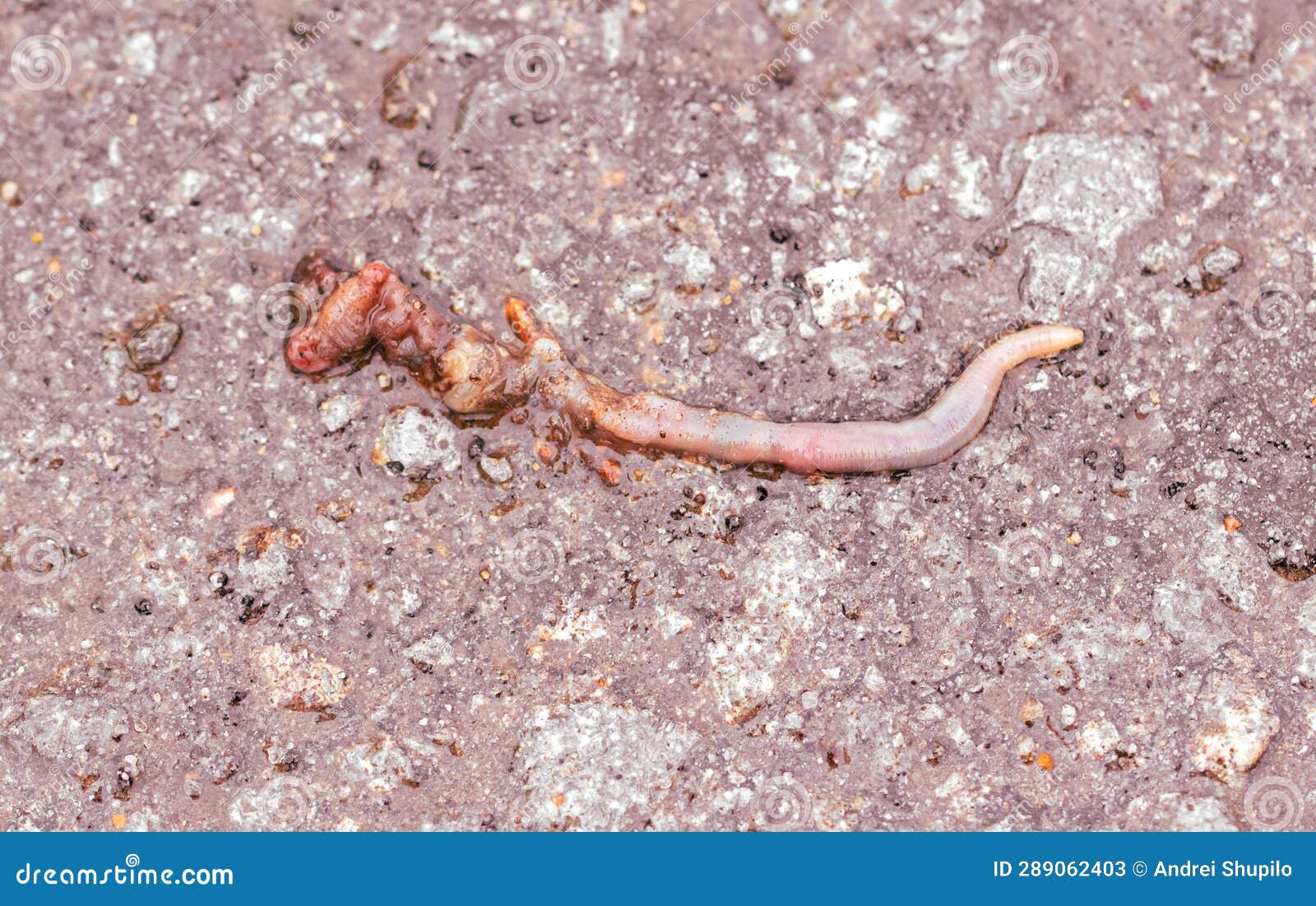 Dead Earthworm on the Pavement. Stock Image - Image of biology, slimy ...