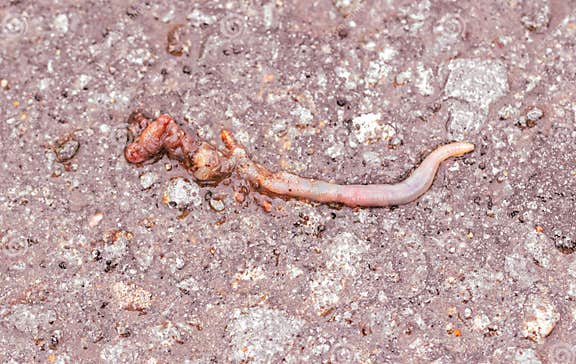 Dead Earthworm on the Pavement. Stock Image - Image of biology, slimy ...