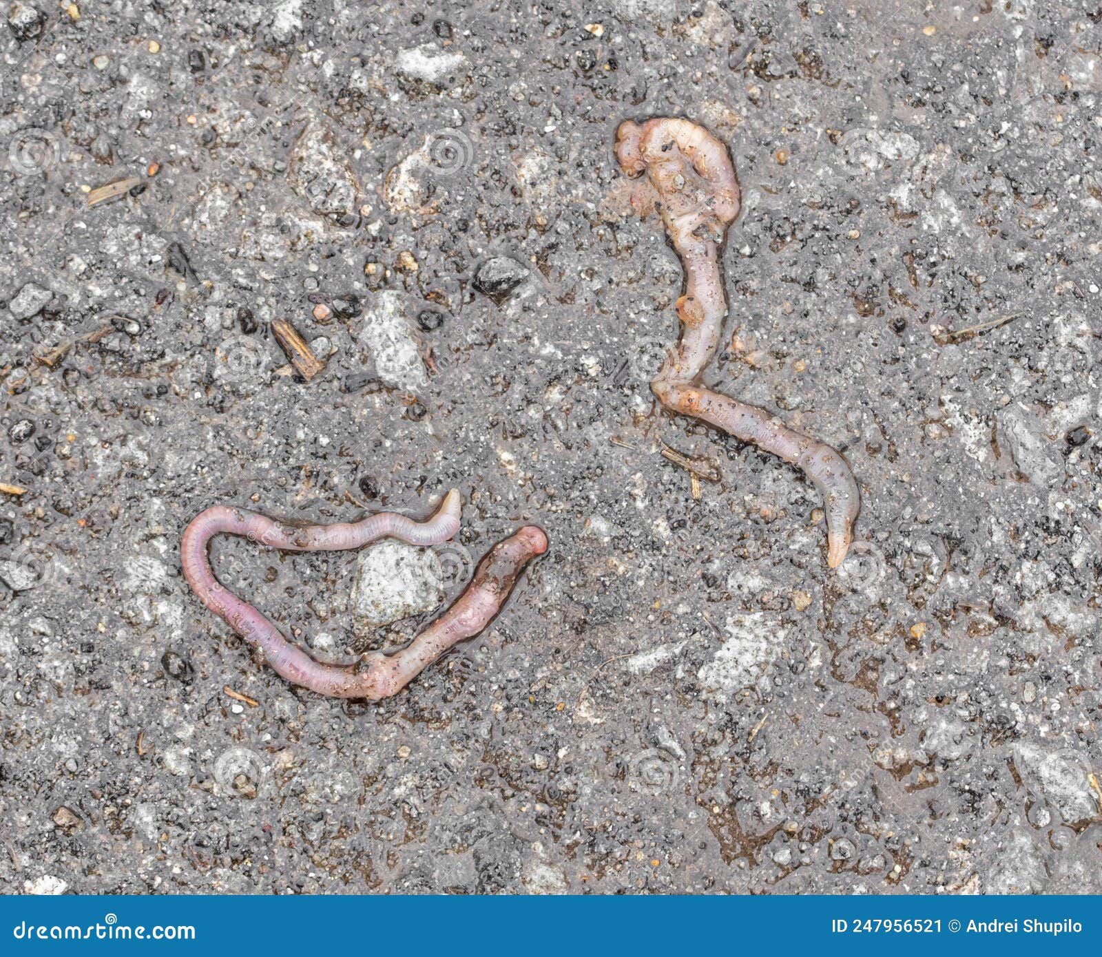 Dead Earthworm on the Pavement. Stock Image - Image of outdoor ...
