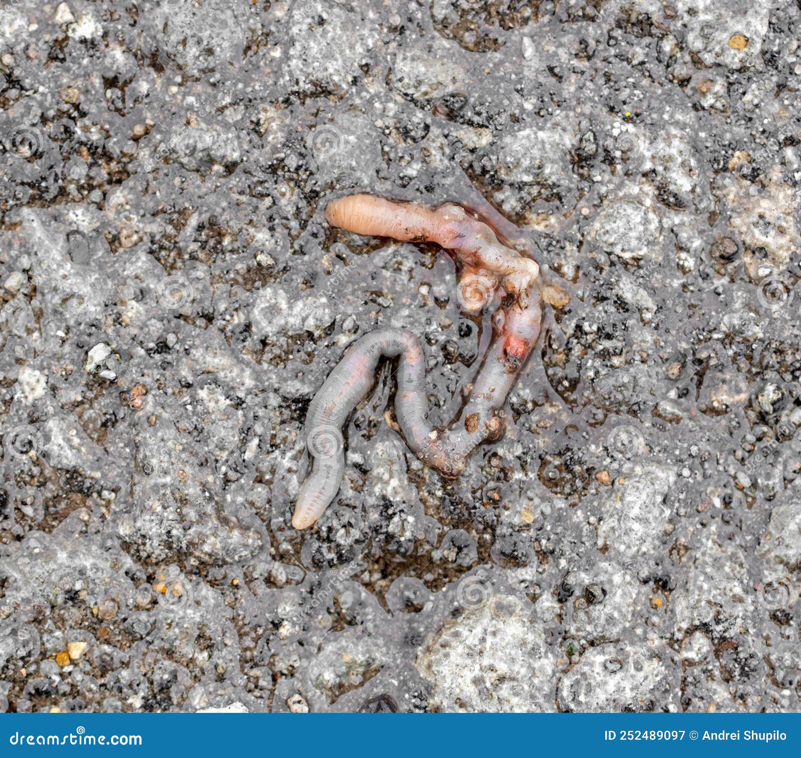 Dead Earthworm on the Pavement. Stock Image - Image of environment ...