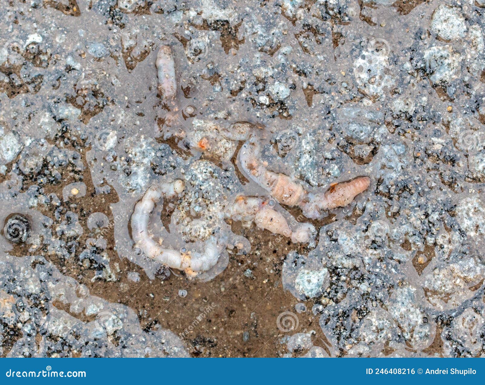 Dead Earthworm on the Pavement. Stock Photo - Image of earthworm ...