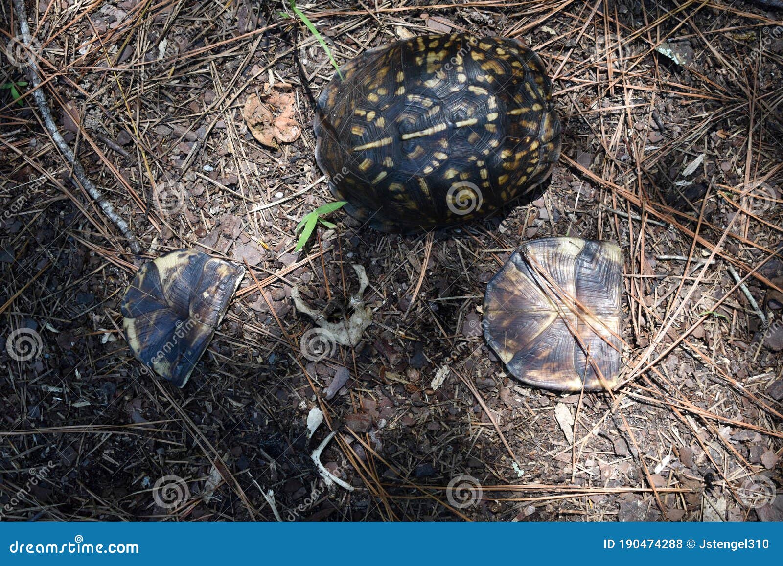 Dead Eastern Box Turtle Remains Stock Photo - Image of amphibian, died ...