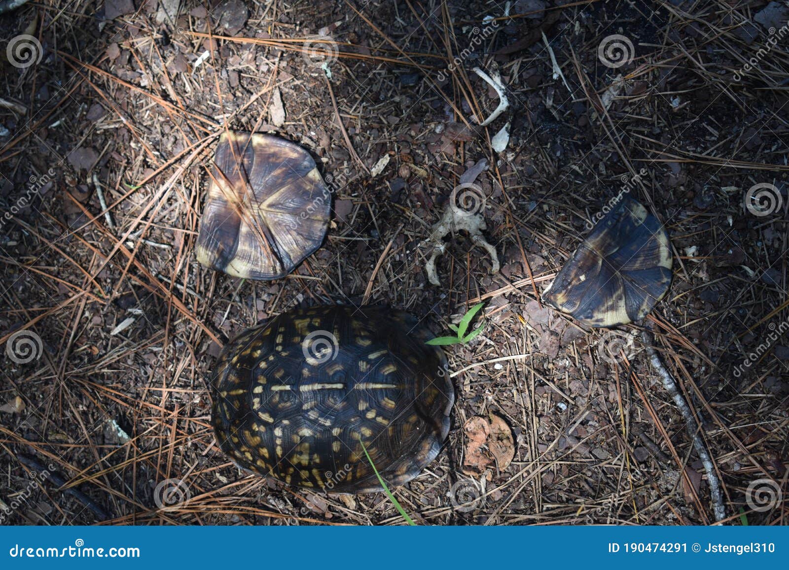 Dead Eastern Box Turtle Remains Stock Image - Image of structure, bone ...
