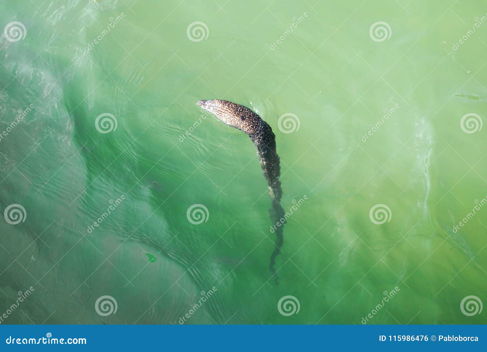Dead eel floating stock photo. Image of dead, floating - 115986476