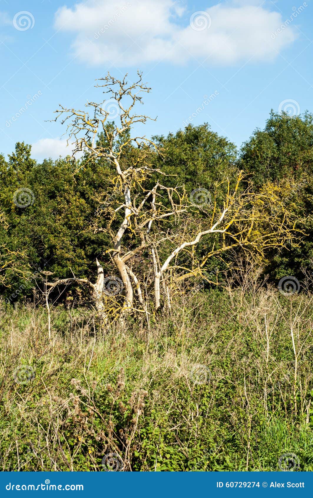 Dead elder bush stock photo. Image of damaged, ecology - 60729274