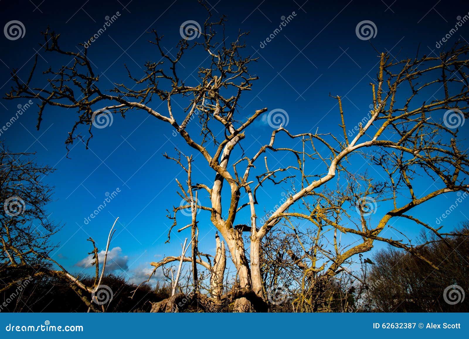 Elder Tree Flower Royalty-Free Stock Photography | CartoonDealer.com ...