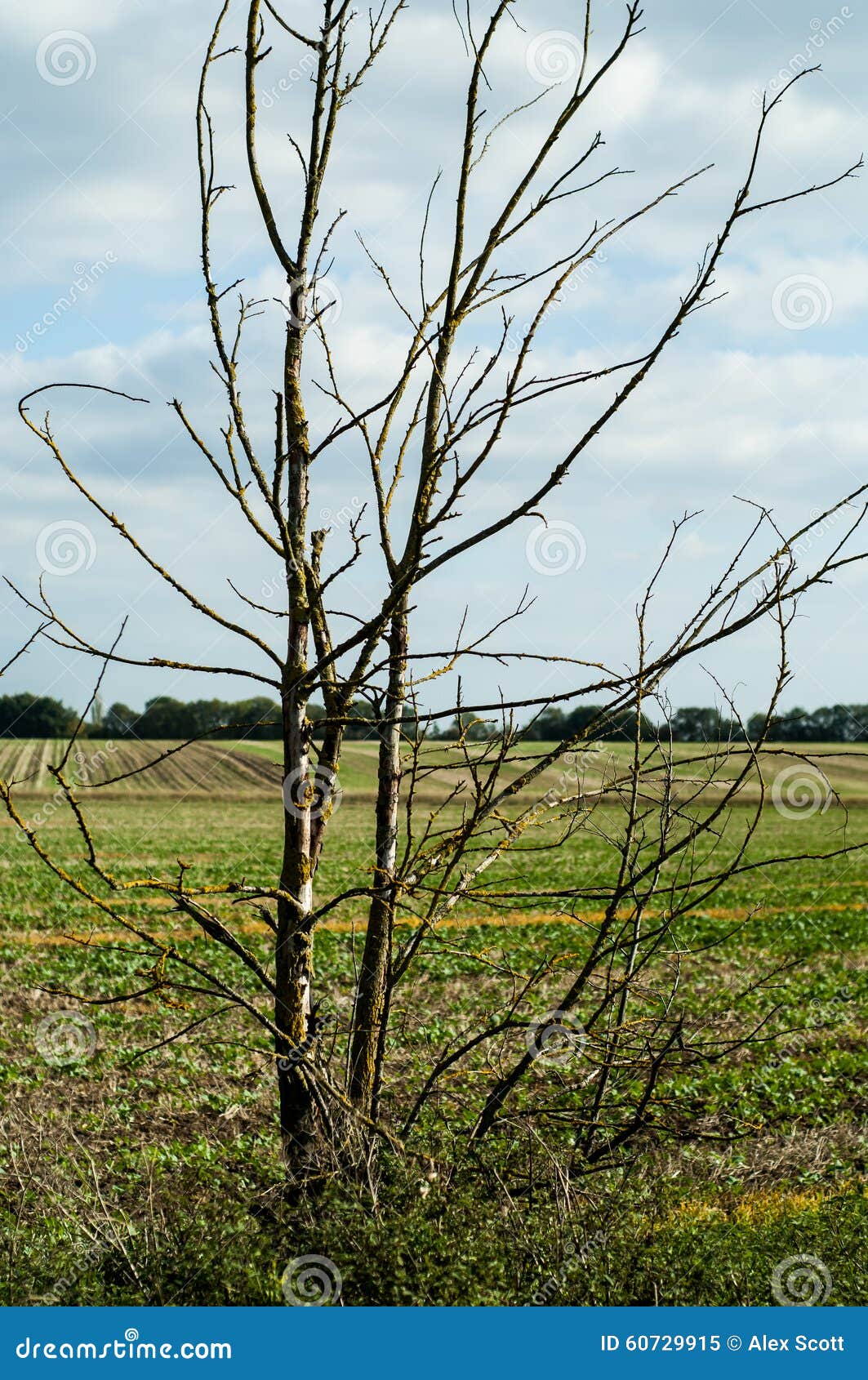 Dead elm tree sapling stock image. Image of damaged, open - 60729915