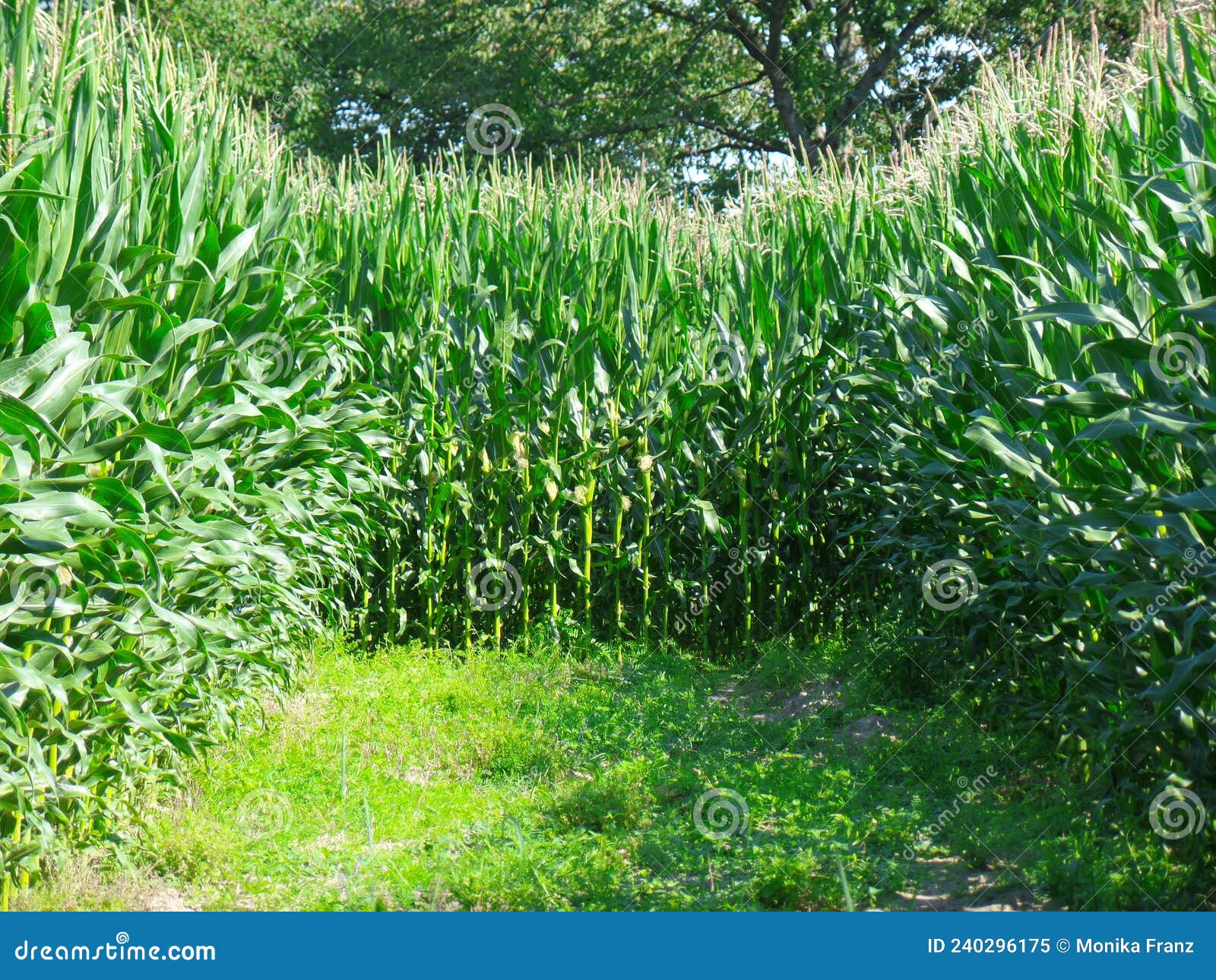 Corn field dead end stock image. Image of garden, corn - 240296175