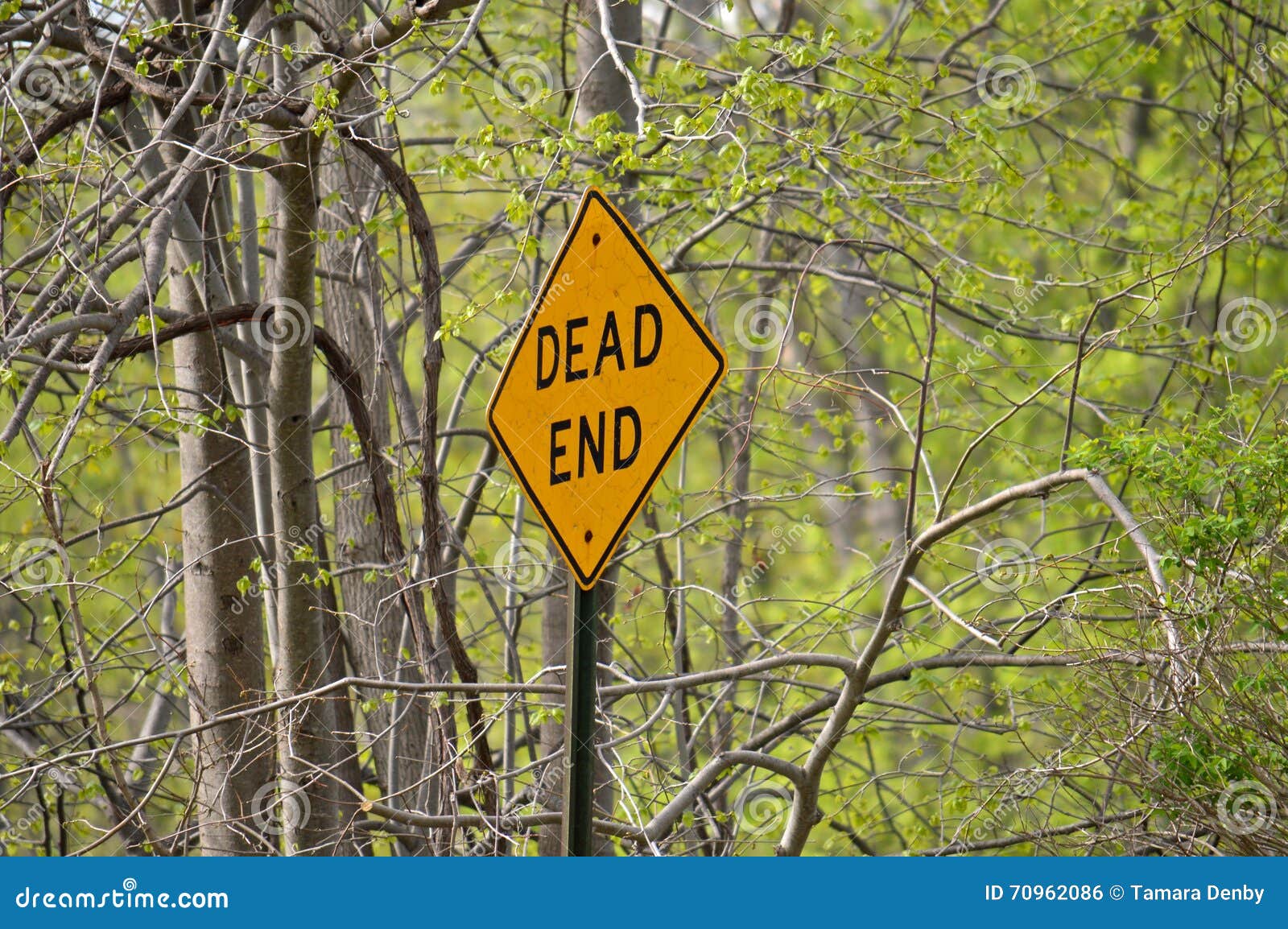 Dead End stock photo. Image of wild, forest, bush, summertime - 70962086
