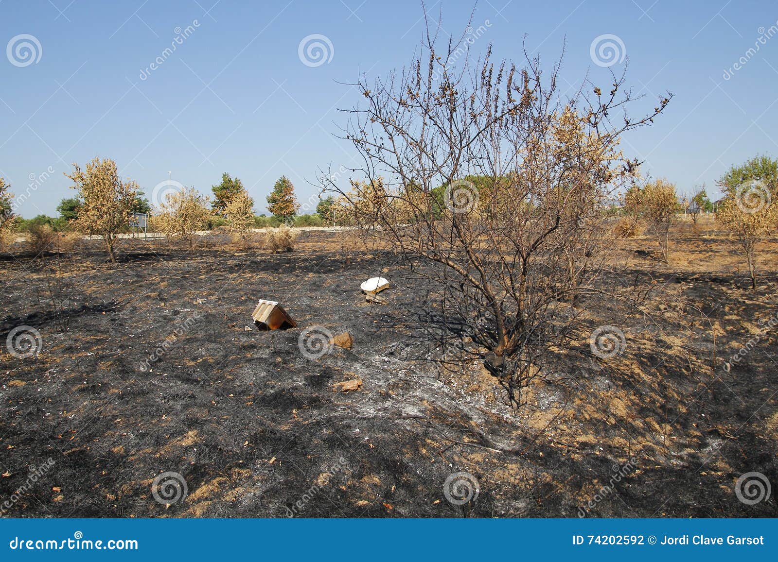 Dead Environment after Fire Stock Photo - Image of heat, devastated ...