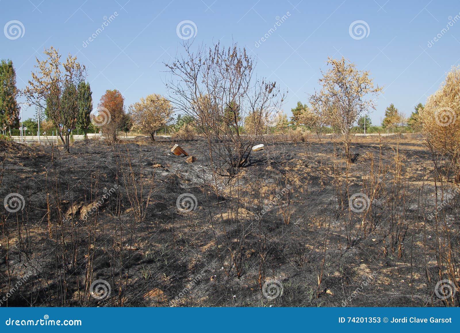 Dead Environment after Fire Stock Image - Image of black, ashes: 74201353