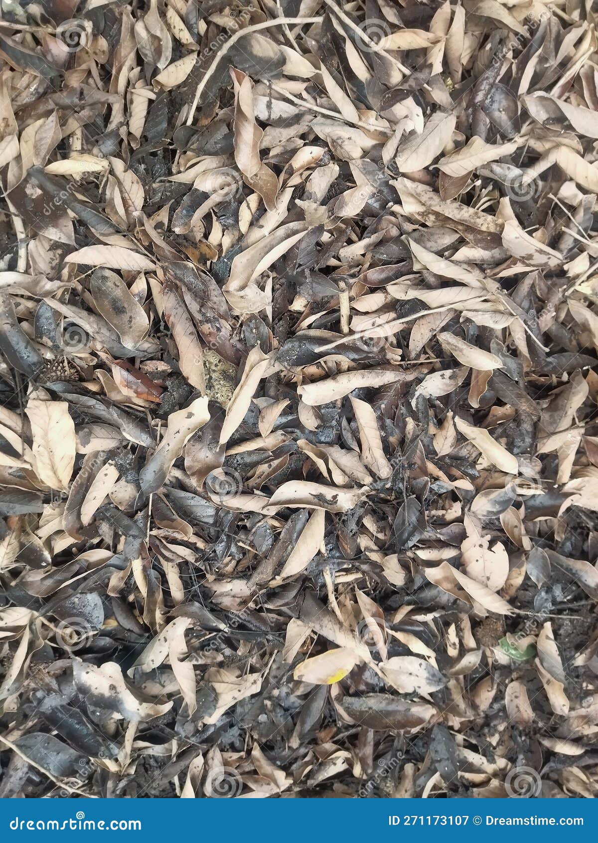 Dead Fallen Leaves Texture or Background, Dry Leaves, Foliage ...